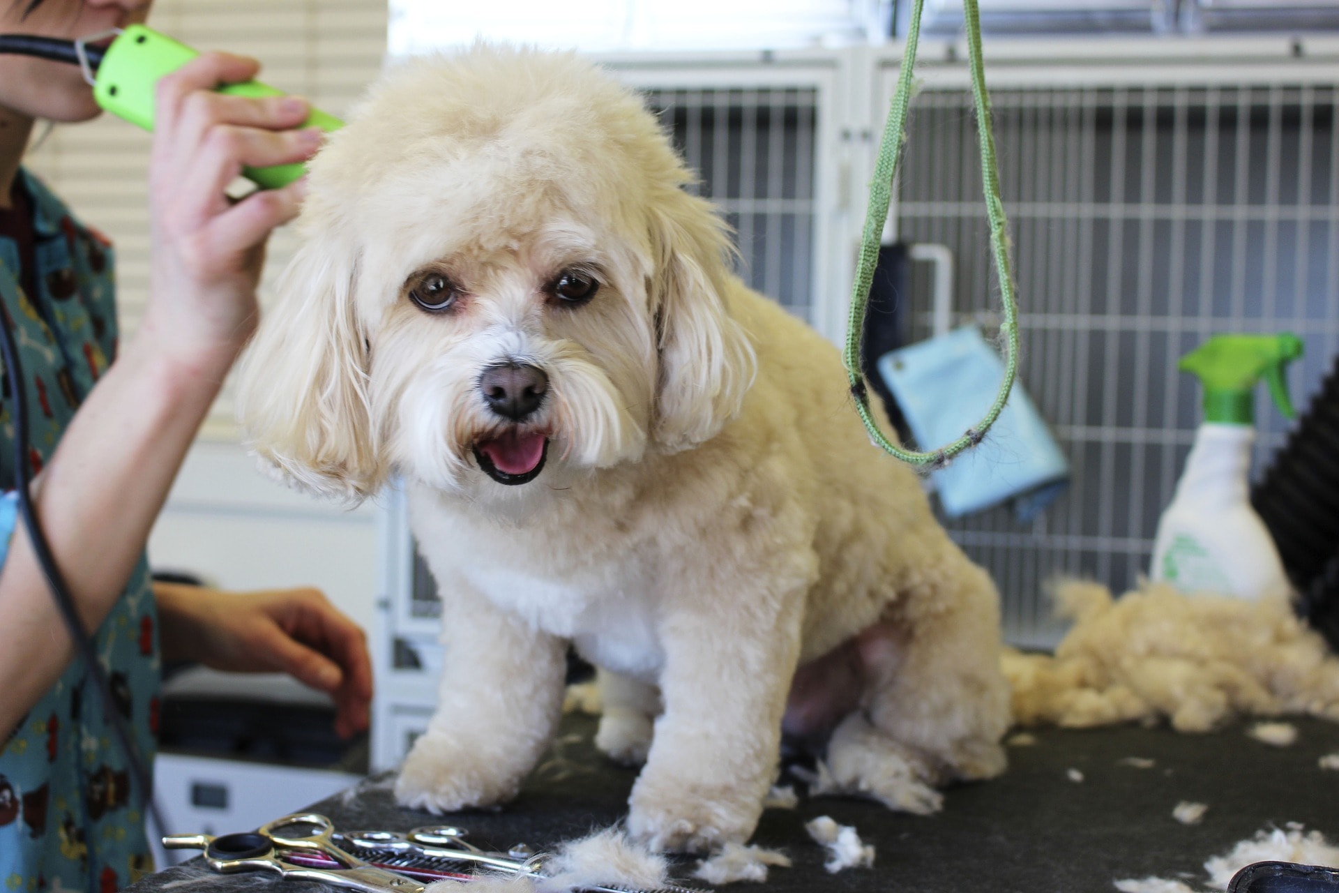 Pet Grooming In 64112 Plaza Animal Clinic Kansas City Veterinarian Pet Grooming In 64112 Plaza Animal Clinic Kansas City Veterinarian